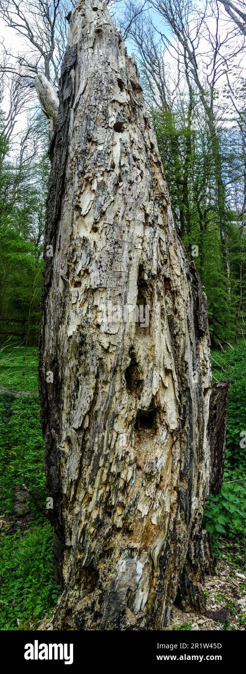 Moody woodland landscape with rotting tree stump prominent, surviving ...
