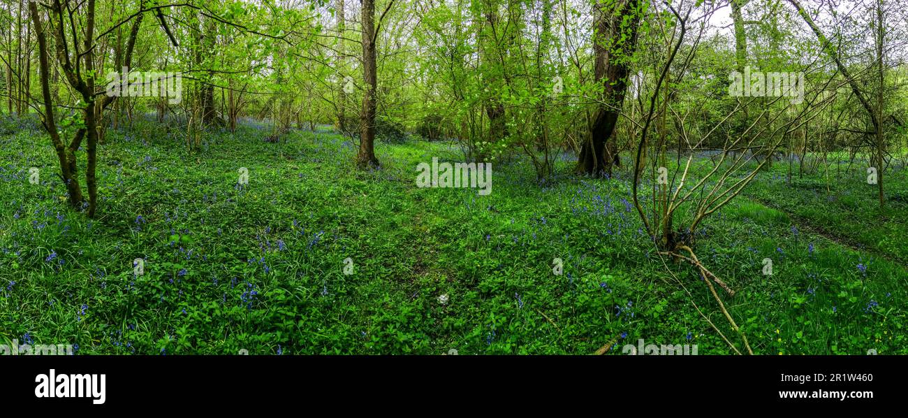 Striking moody spring bluebell woodland in good sunshine Stock Photo ...