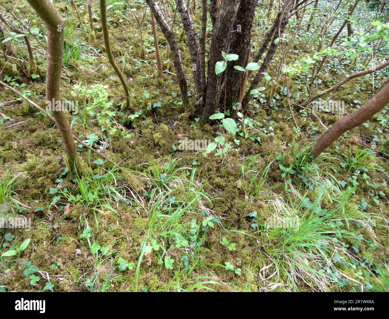 Natures Chaos, intimate English woodland showing patterns and textures ...