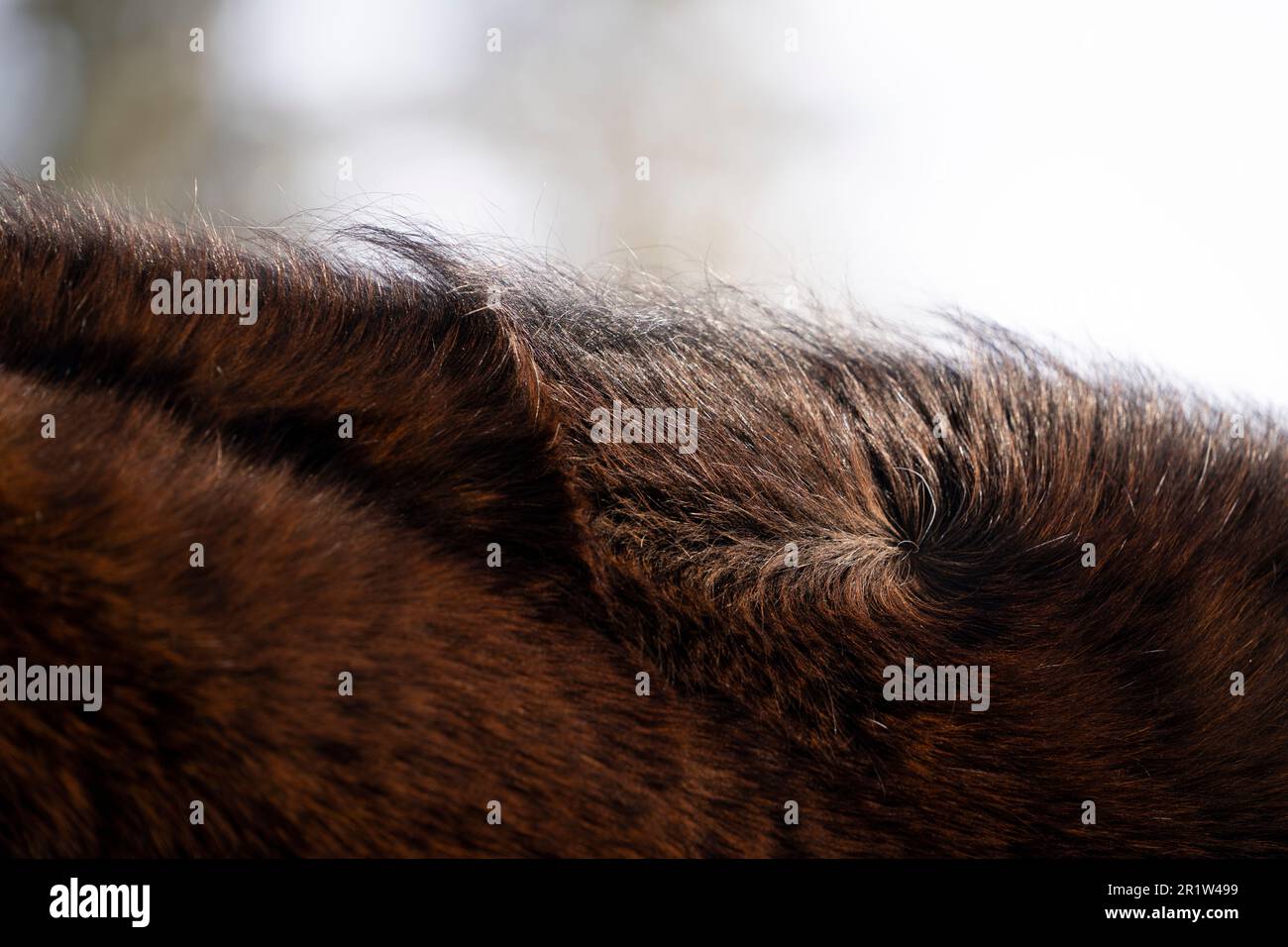 An abstract photo of a horse's neck and crest Stock Photo - Alamy