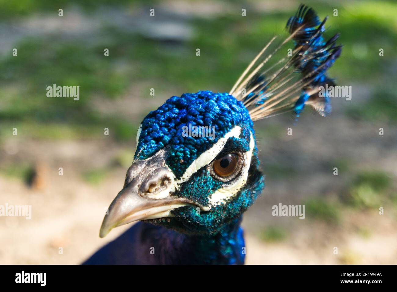 Peacock`s eye hi-res stock photography and images - Alamy