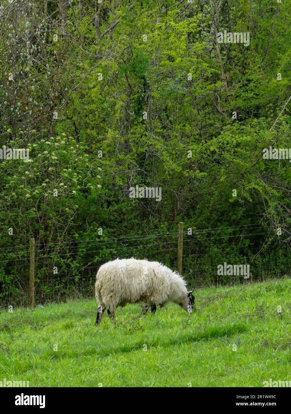 Environmentally important open space landscape in the Surrey Hills Area ...