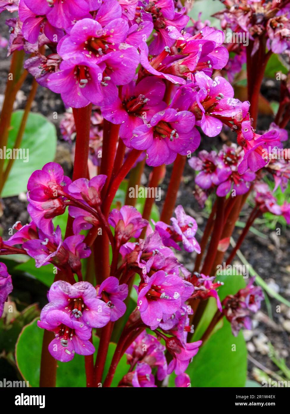 Natural close up flowering plant portrait of Bergenia Eroica,elephant's ...