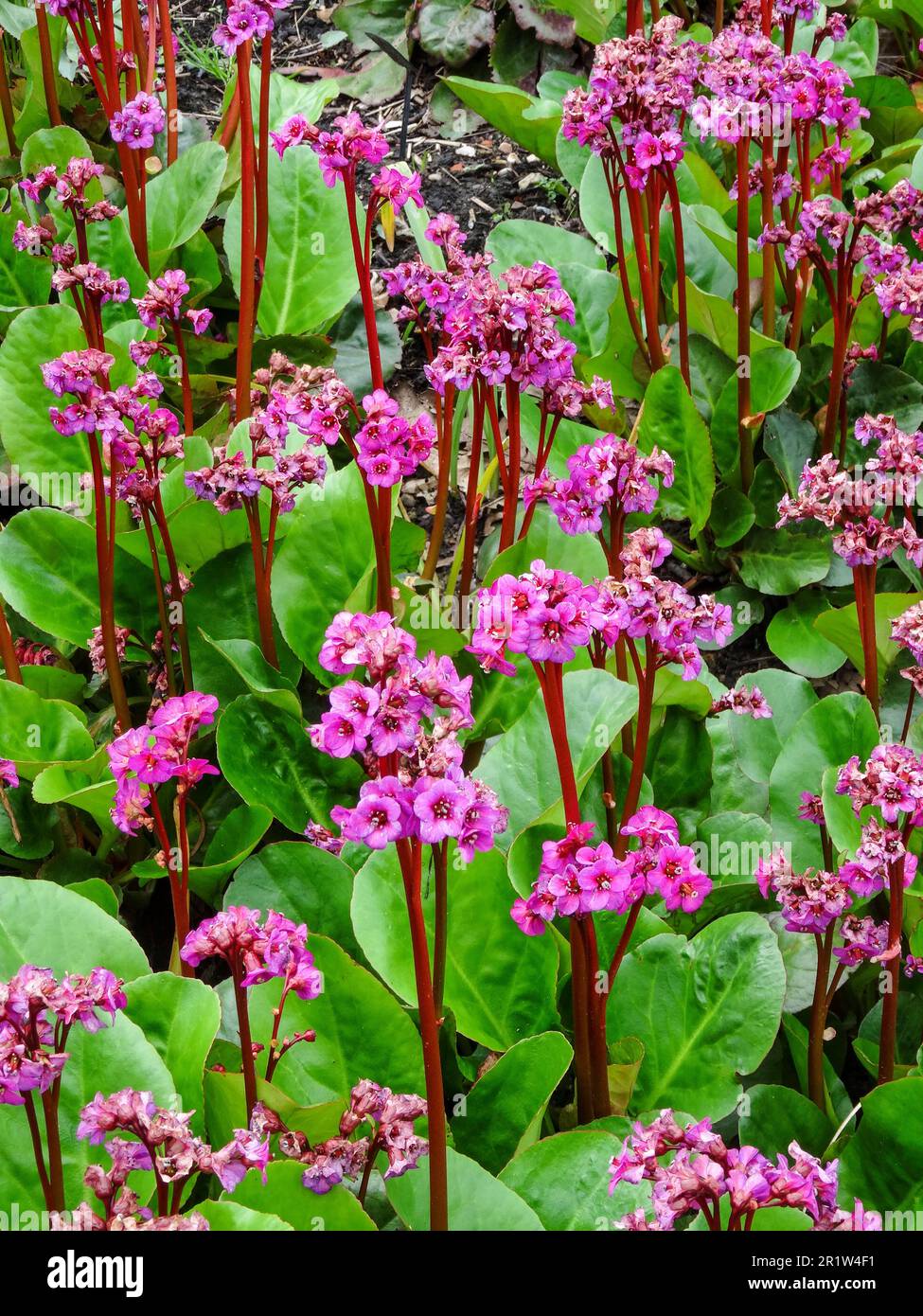 Natural close up flowering plant portrait of Bergenia Eroica,elephant's ...