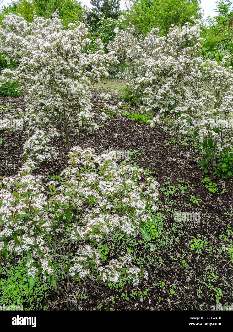 Natural close up flowering plant portrait of Aronia arbutifolia ‘Erecta ...