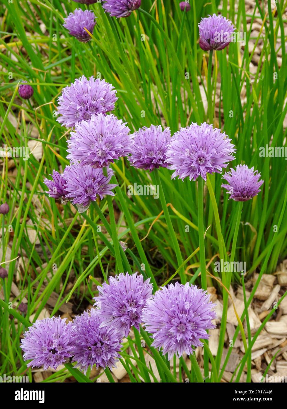 Petite natural close-up plant portrait of Onion grass, Allium ...