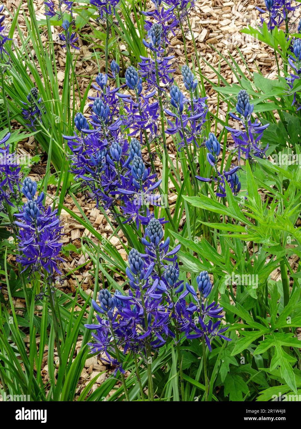 Naturalised planting schemes hi-res stock photography and images - Alamy