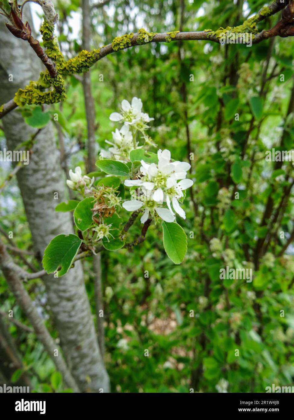 Ornamental Amelanchier alnifolia ‘Obelisk’, alder-leaved serviceberry ...