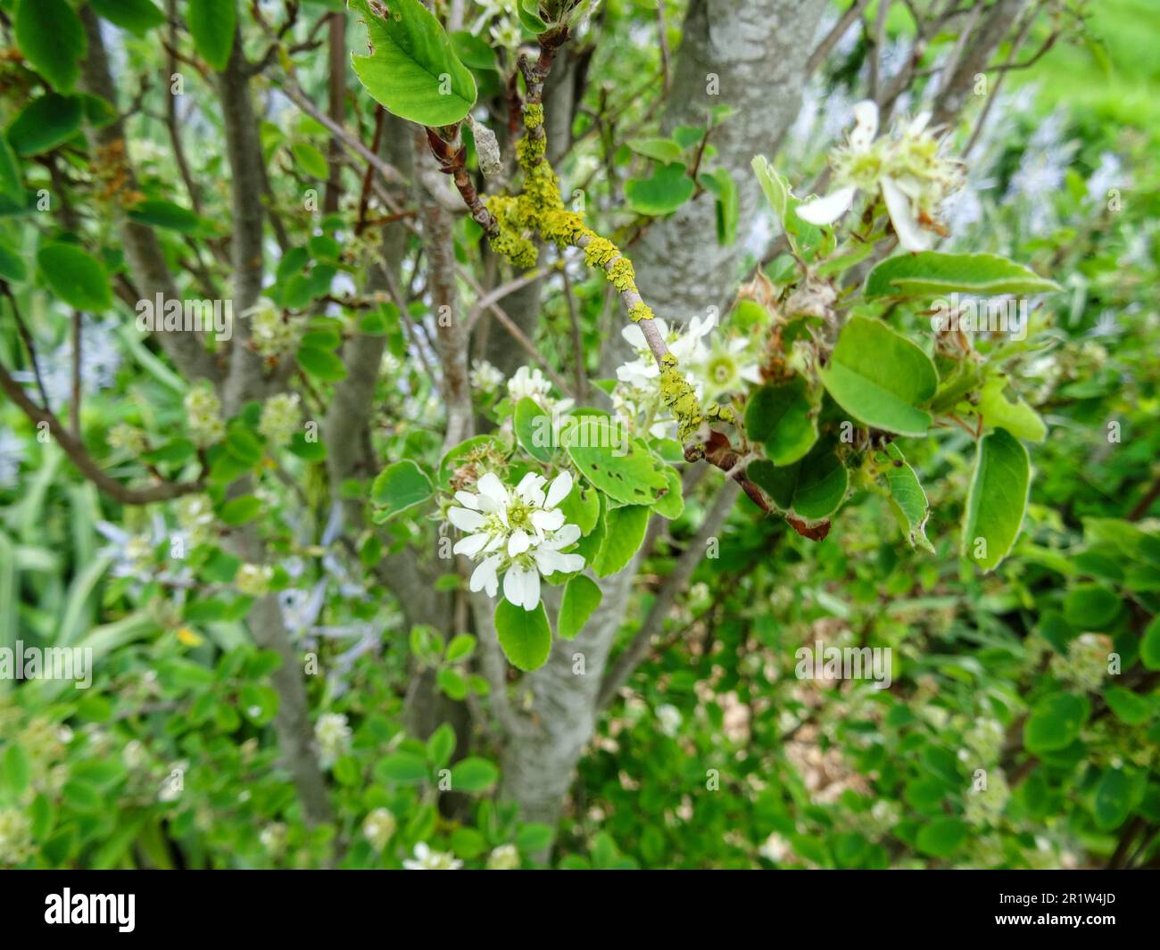 Ornamental Amelanchier alnifolia ‘Obelisk’, alder-leaved serviceberry ...