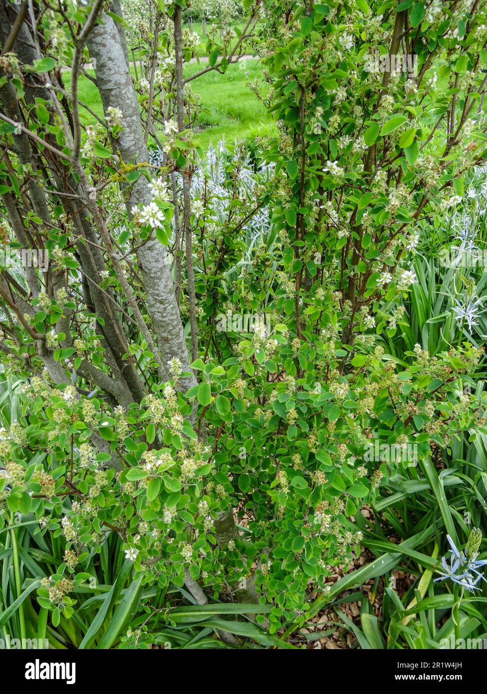 Ornamental Amelanchier alnifolia ‘Obelisk’, alder-leaved serviceberry ...