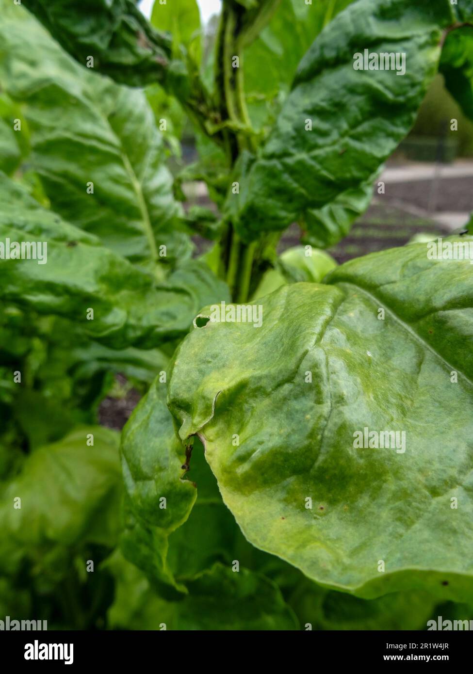 Predators of scale insects hi-res stock photography and images - Alamy