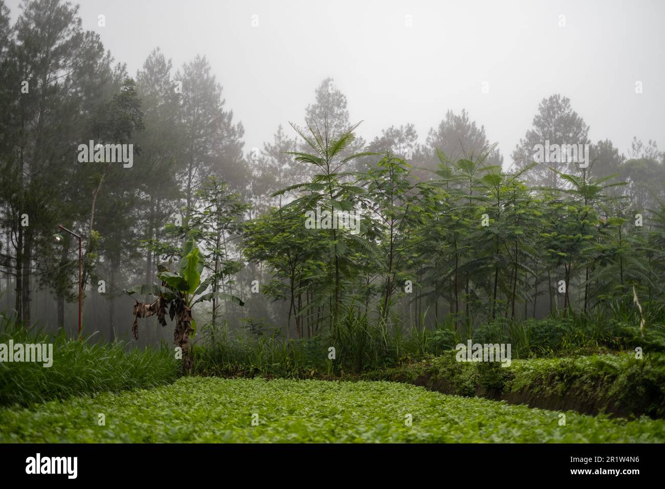 A lush, verdant landscape featuring an expanse of tall green trees in a ...