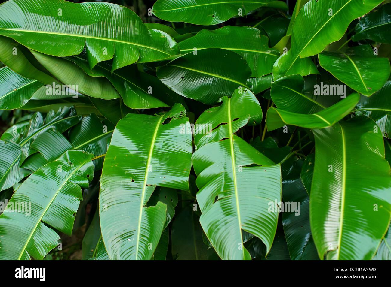 African jungle plants lush green leaves wet from rain, closeup detail ...