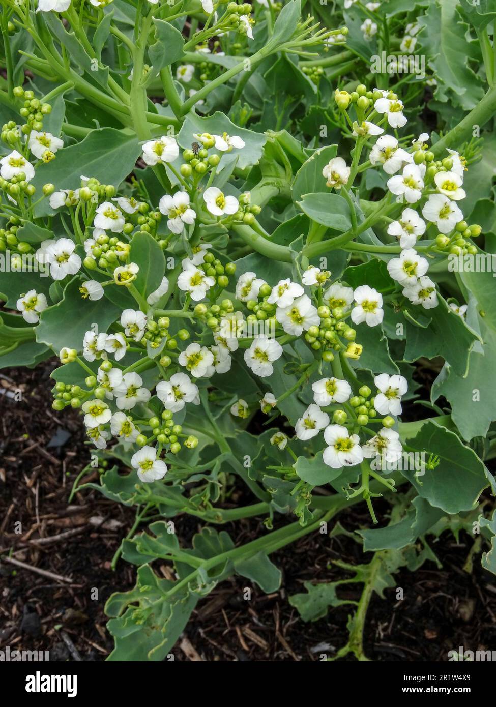 Natural close up vegetable food portrait of Seakale Lilywhite - Crambe ...