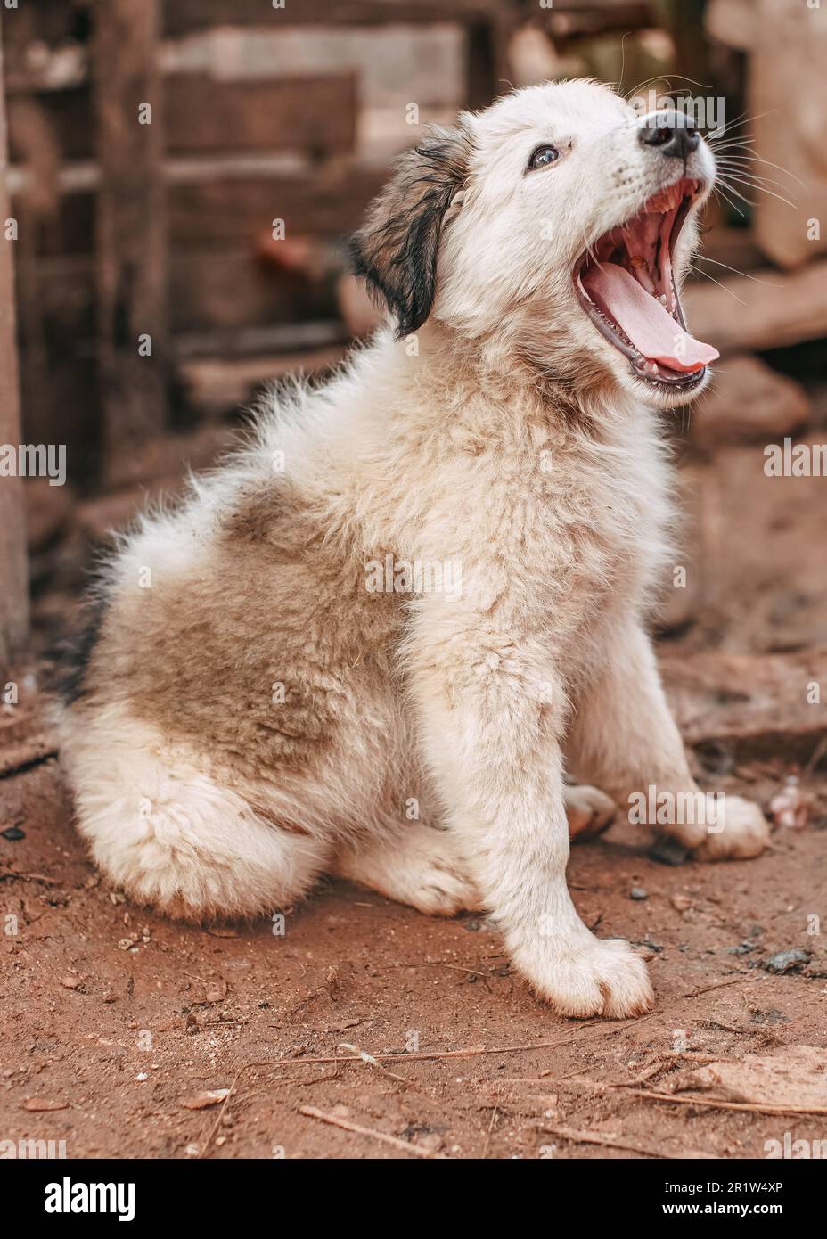 Cute Yawning Puppy
