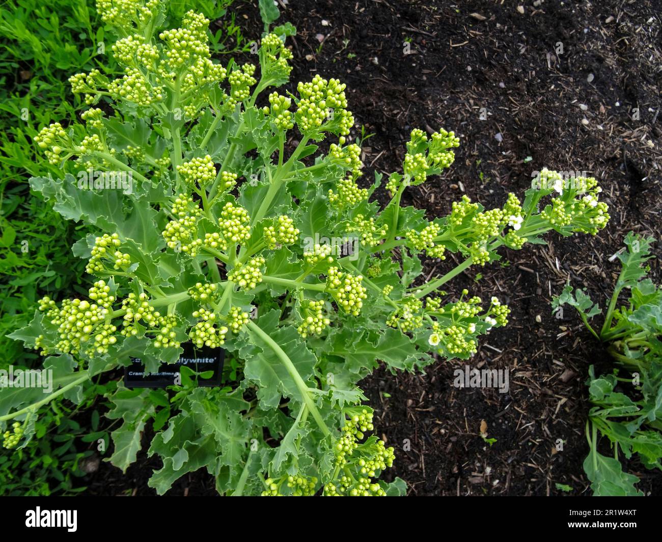 Delicious Seakale Lilywhite - Crambe maritima 'Lily White’. Natural ...