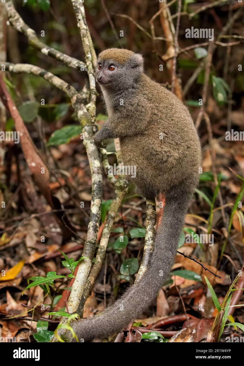 Eastern lesser Bamboo lemur - Hapalemur griseus - holding to a thin ...