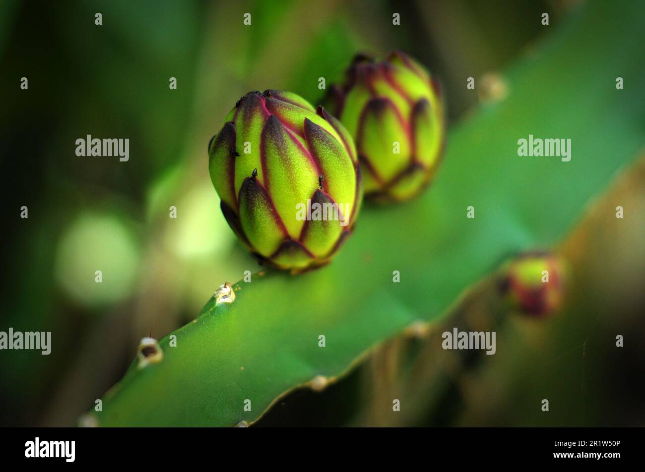 Dragonfruitflower hi-res stock photography and images - Alamy