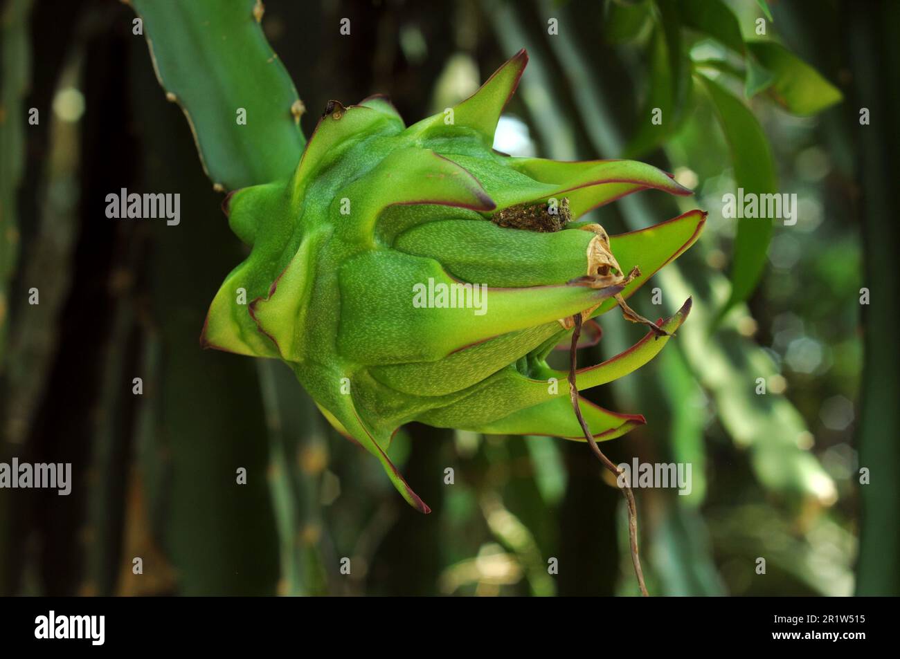 A close-up shot of a vibrant dragon fruit flower bud in a lush green ...