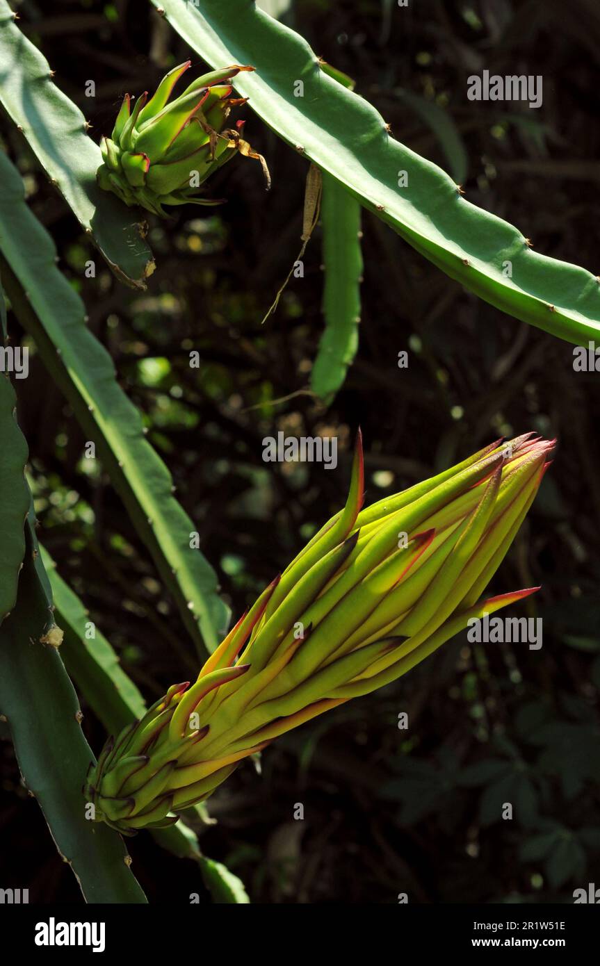 Dragonfruitflower hi-res stock photography and images - Alamy