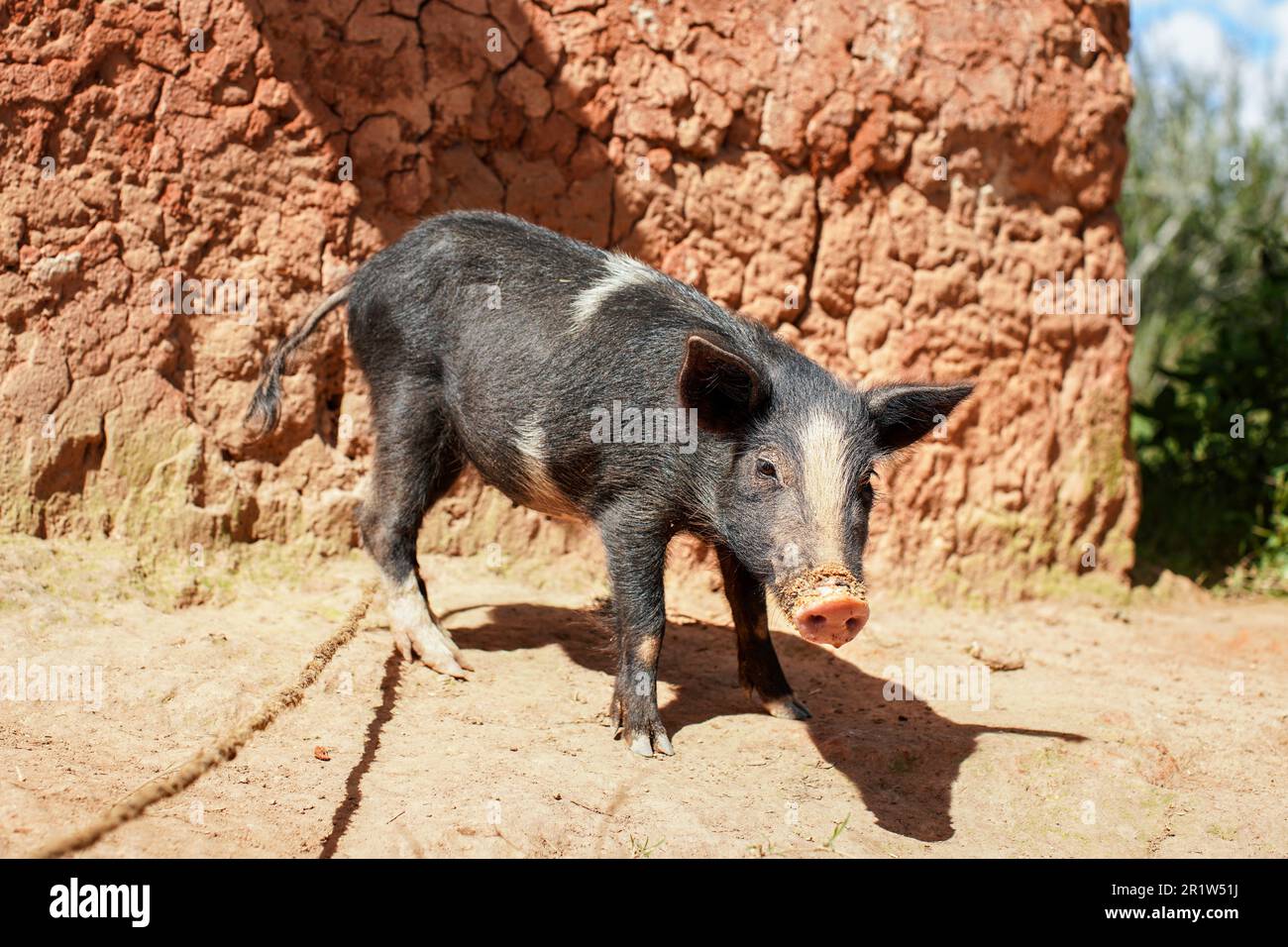 Small black piglet standing on dirt ground next to house wall, leg ...