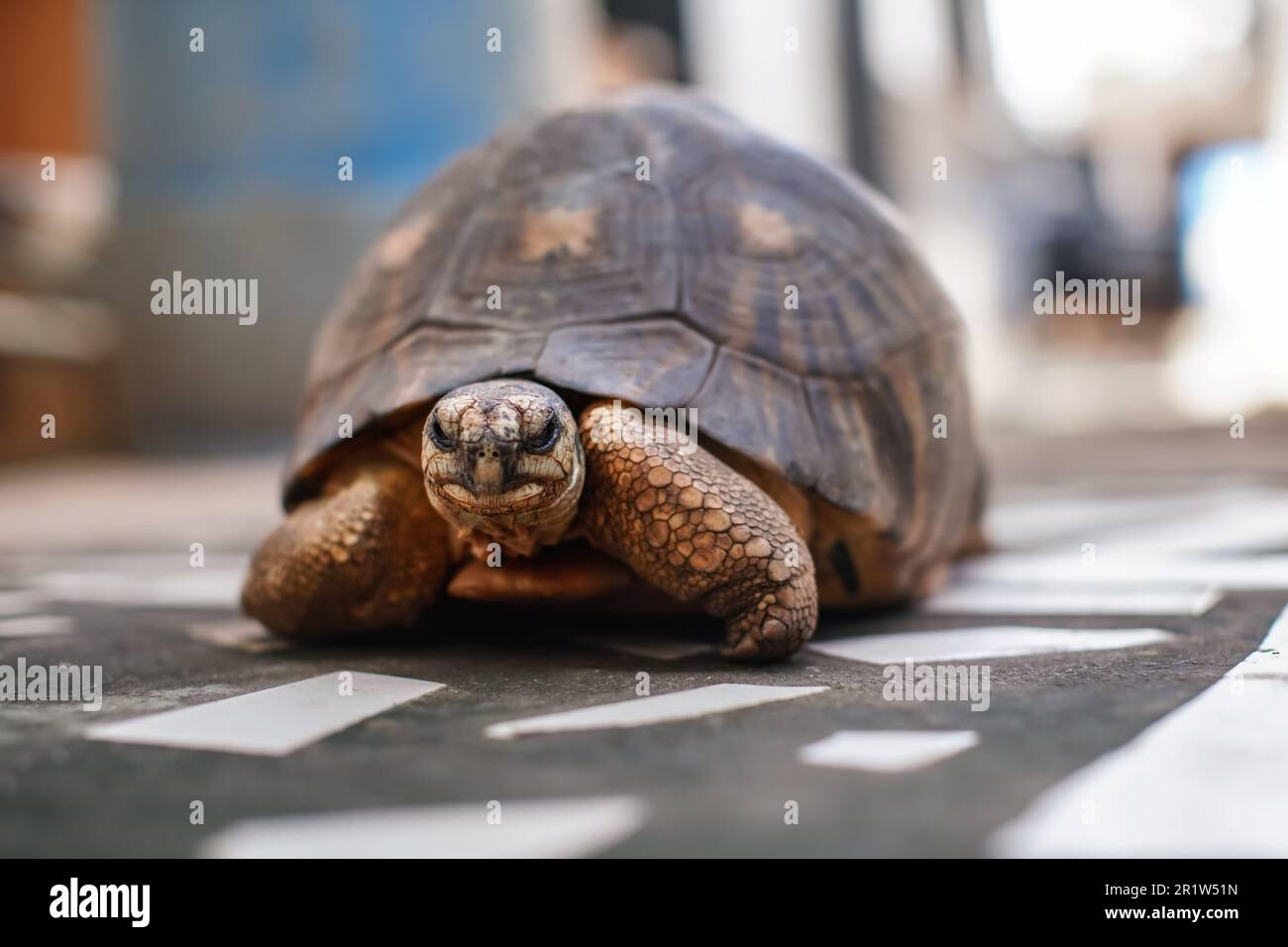 Stone tortoise hi-res stock photography and images - Alamy