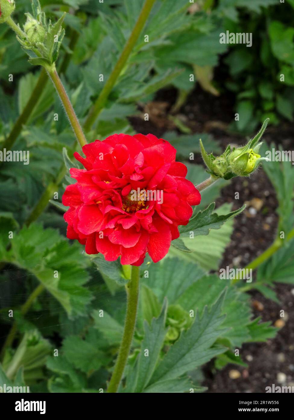 Stunning Geum 'Blazing Sunset’, avens 'Blazing Sunset, flowering in ...