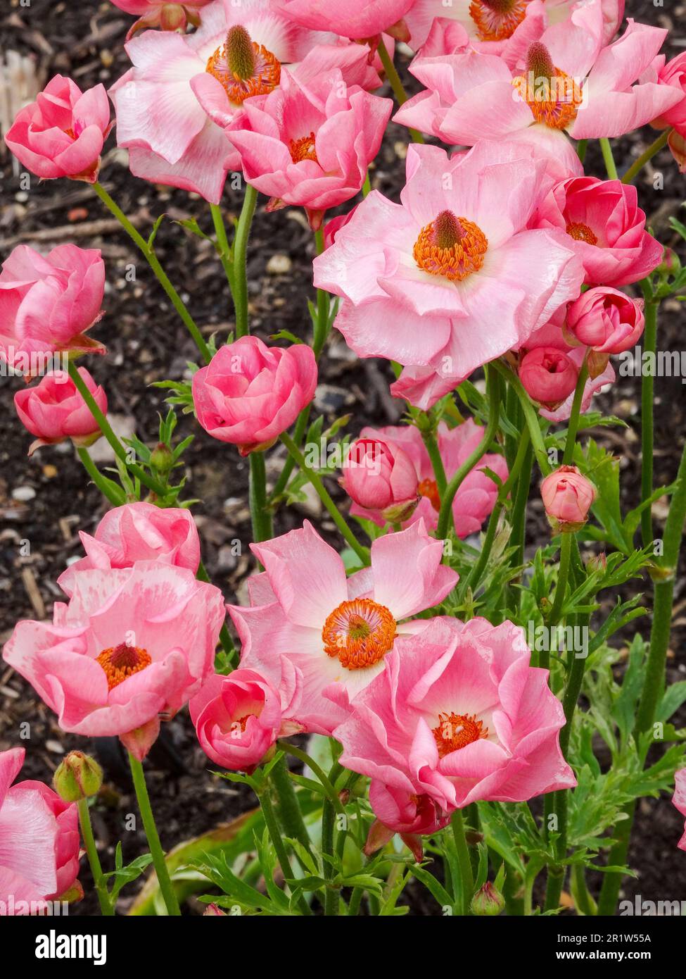 Ranunculus rococo hi-res stock photography and images - Alamy
