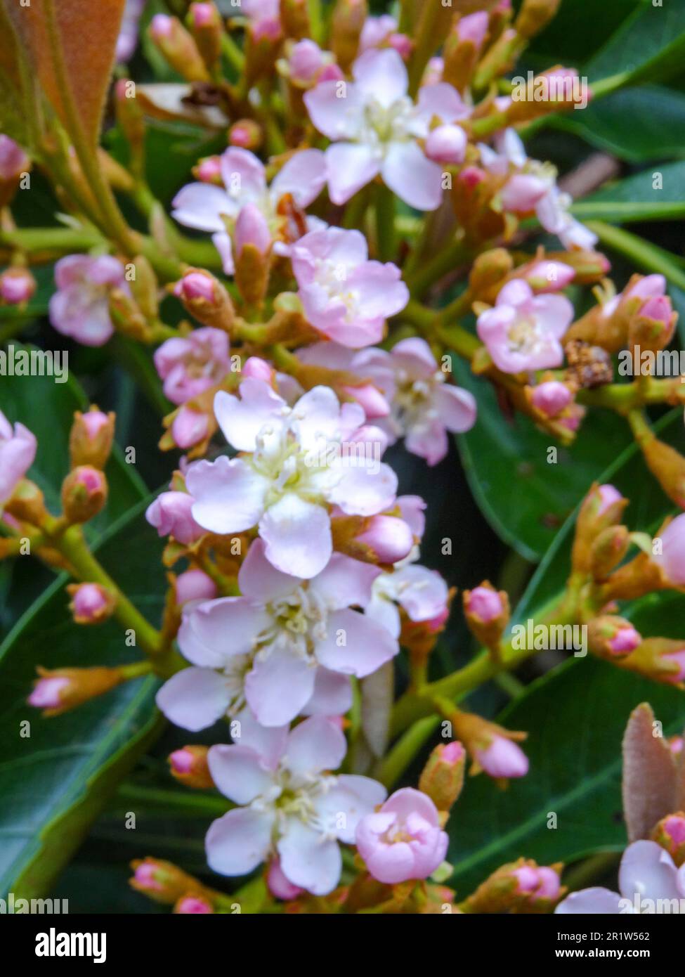 Eriobotryia and rhaphiolepis hi-res stock photography and images - Alamy