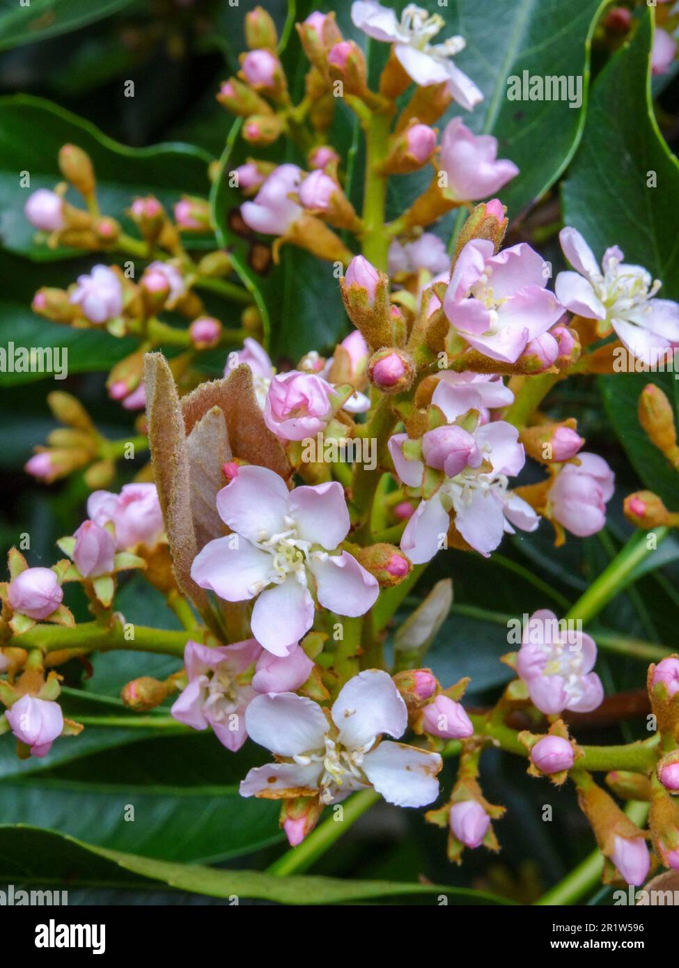 Eriobotrya ‘Coppertone', Japanese loquat blooming against dense foliage ...