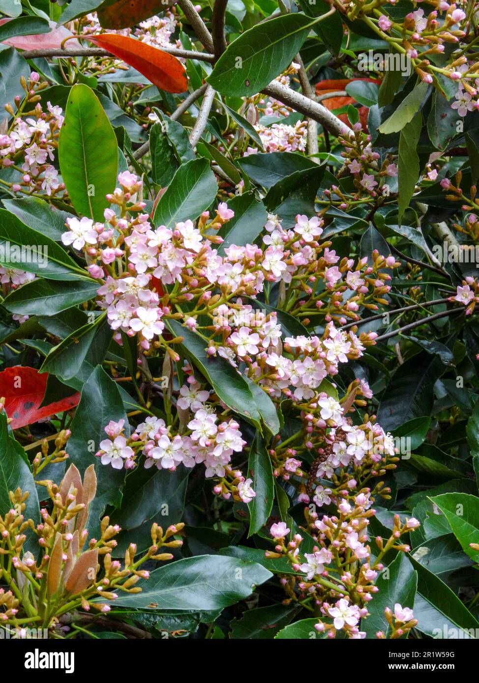 Eriobotrya ‘Coppertone', Japanese loquat blooming against dense foliage ...