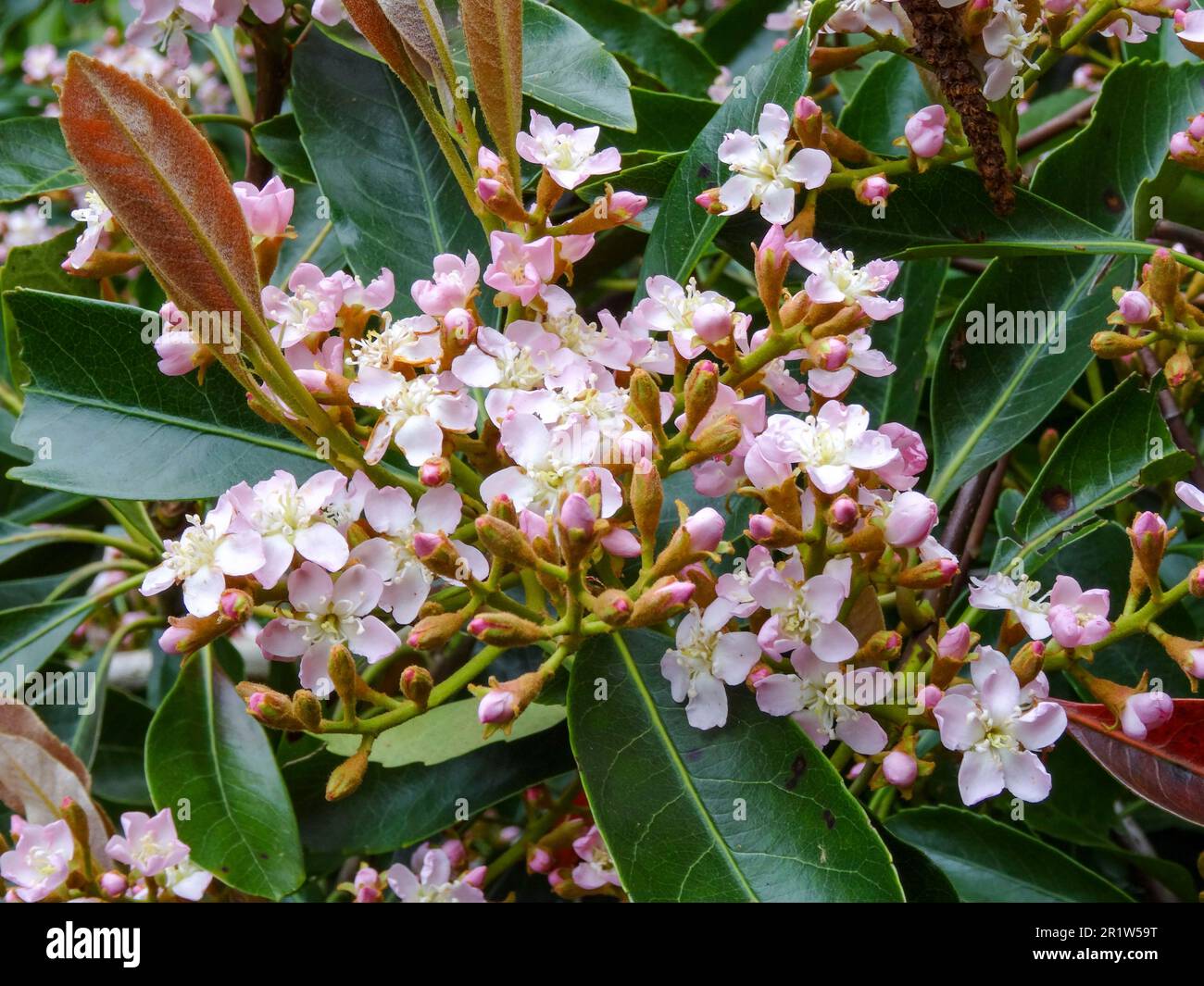 Eriobotrya ‘Coppertone', Japanese loquat blooming against dense foliage ...