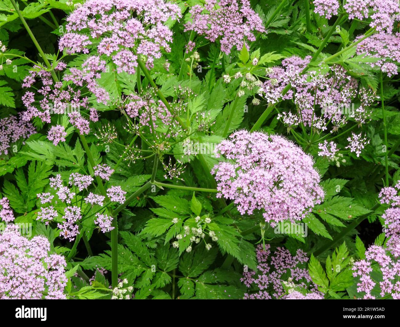 Natural close up flowering plant portrait of Chaerophyllum hirsutum ...