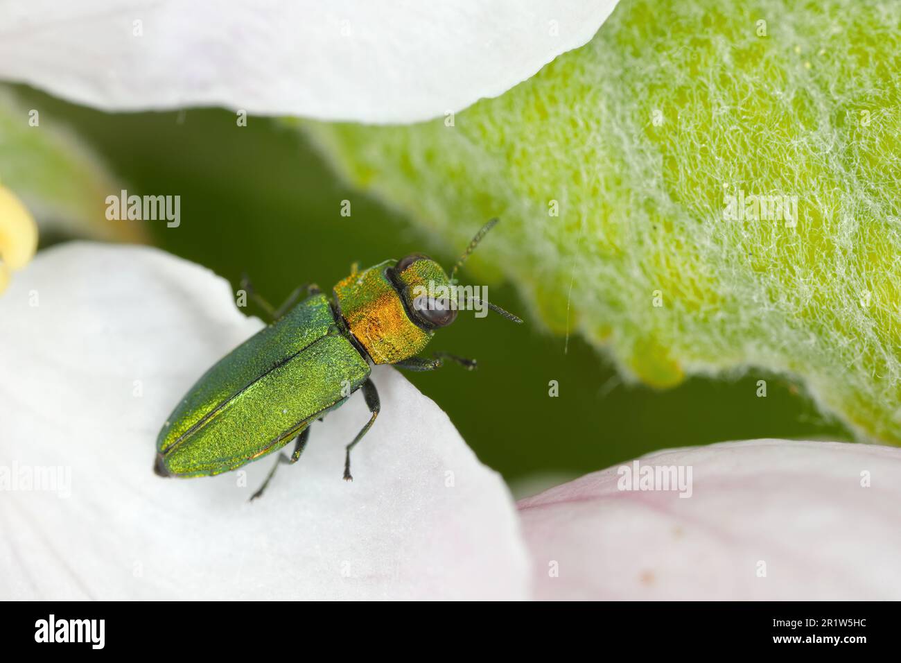 Jewel beetle, Metallic wood-boring beetle (Anthaxia nitidula), sitting ...