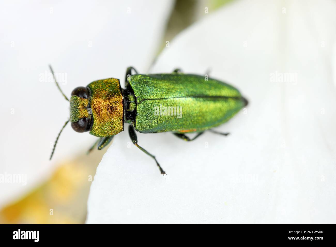 Jewel beetle, Metallic wood-boring beetle (Anthaxia nitidula), sitting ...