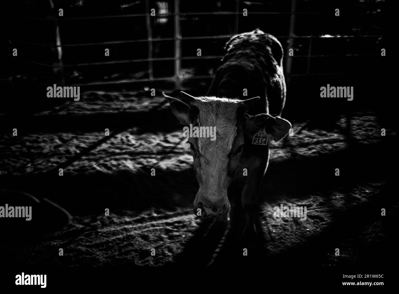 Cowboys, during the rodeo circuit at the Expo Ganadera de Sonora, on ...