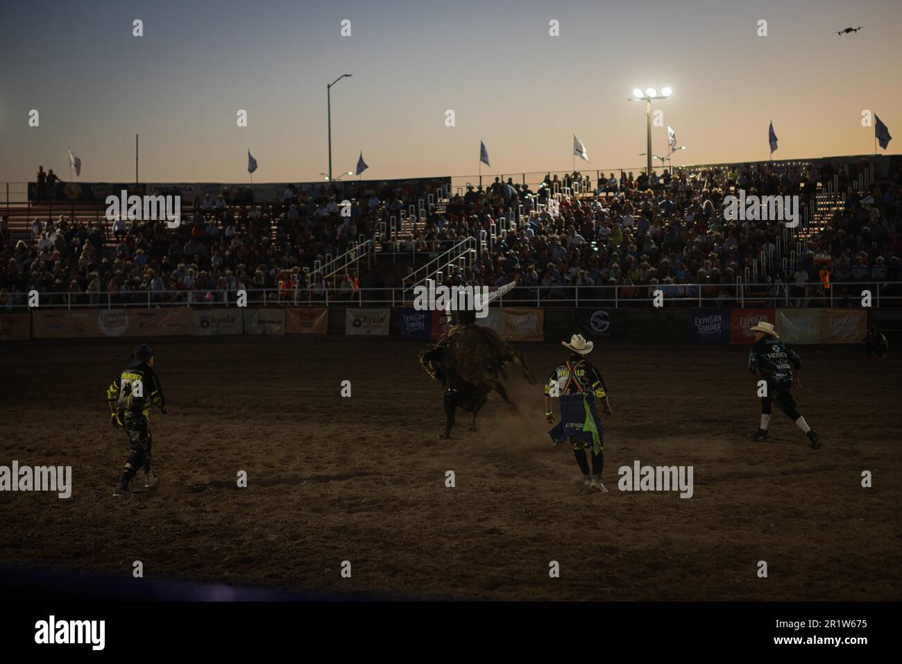 Cowboys, during the rodeo circuit at the Expo Ganadera de Sonora, on ...