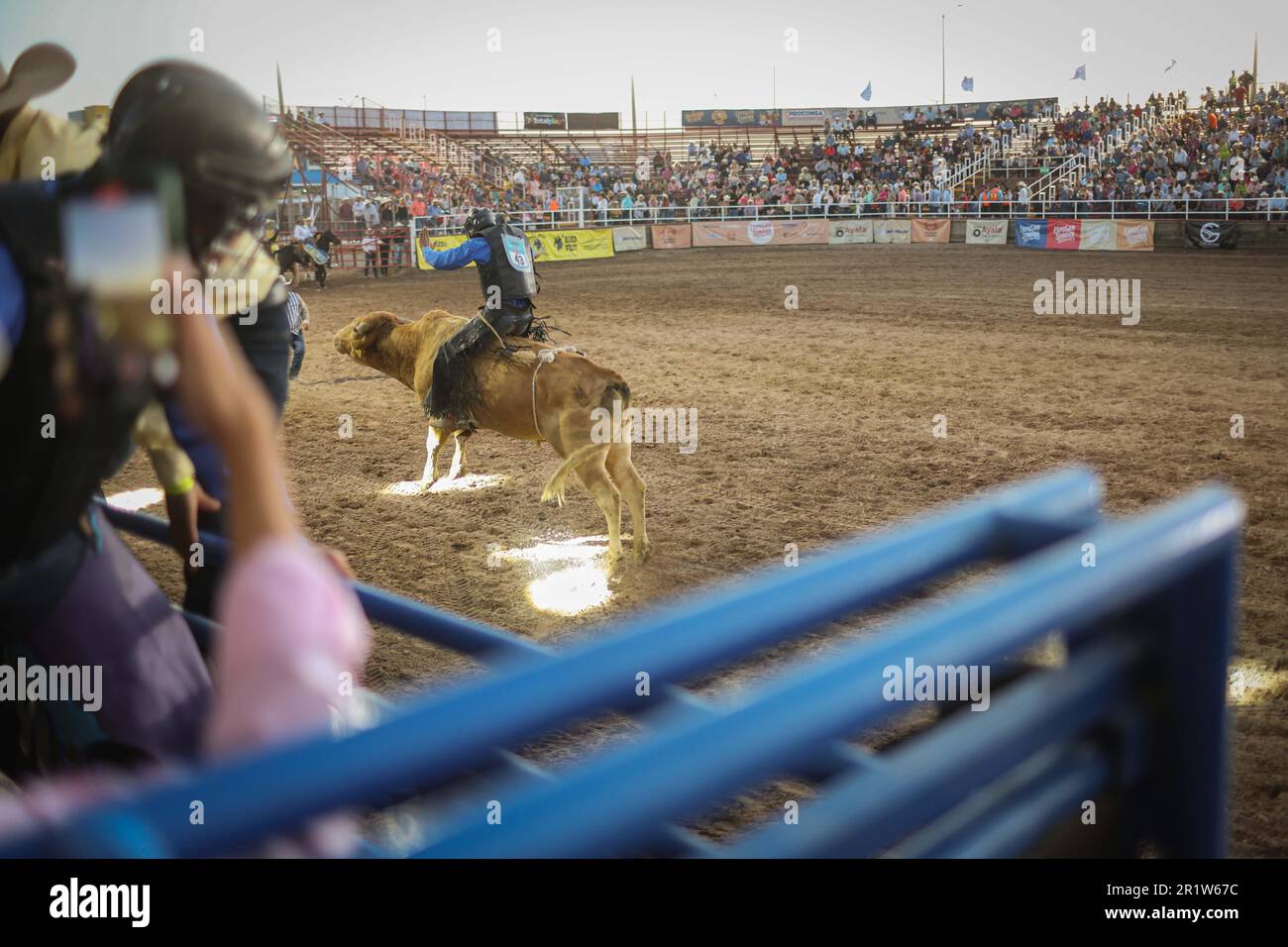 Cowboys, during the rodeo circuit at the Expo Ganadera de Sonora, on ...