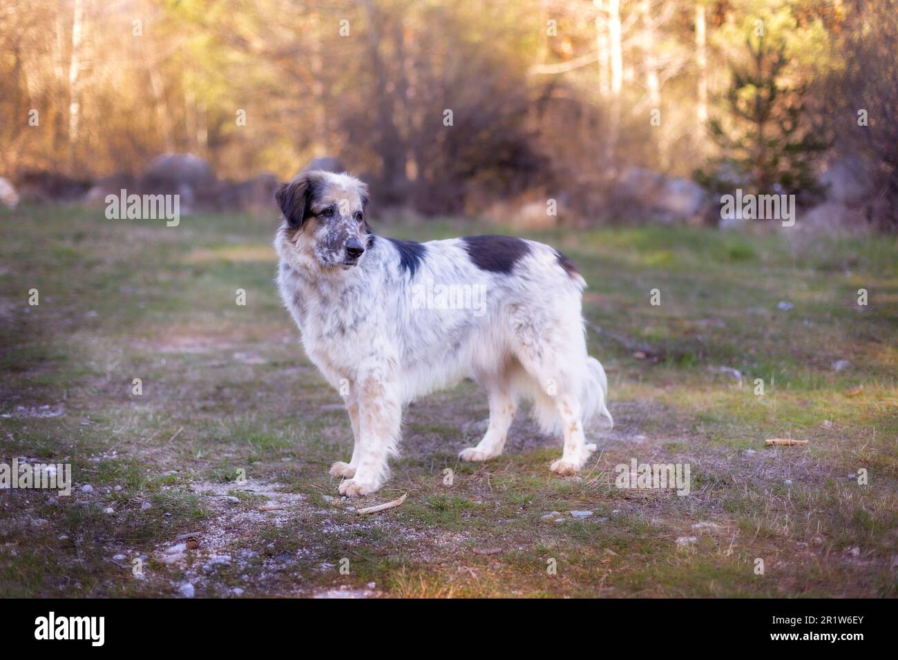 Big dog side view, standing and looking the forest Stock Photo - Alamy