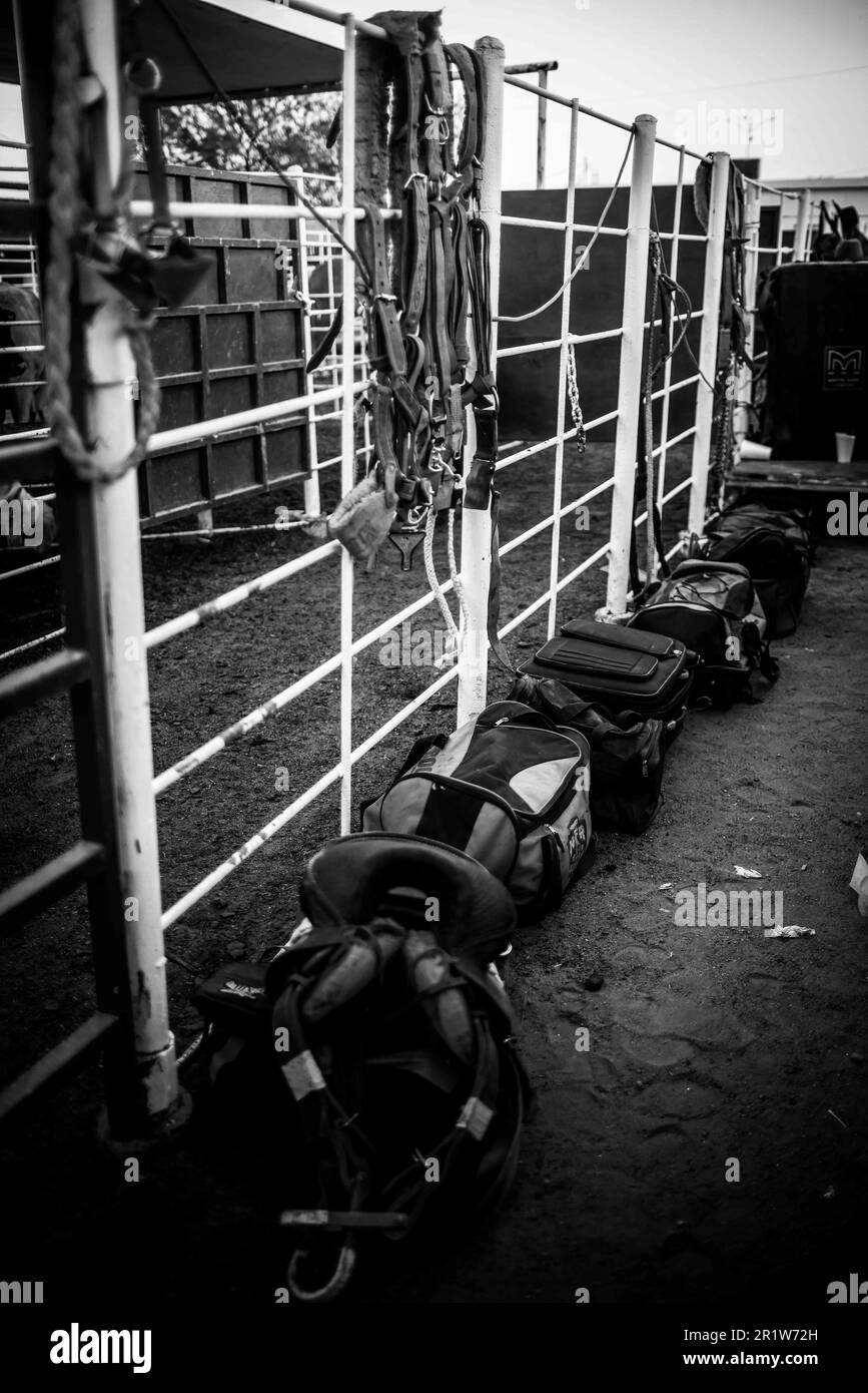 Cowboys, during the rodeo circuit at the Expo Ganadera de Sonora, on ...