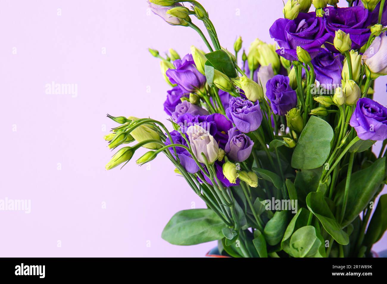 Eustoma flowers on lilac background Stock Photo - Alamy