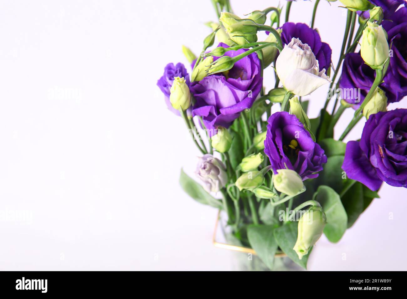Eustoma flowers on lilac background Stock Photo - Alamy
