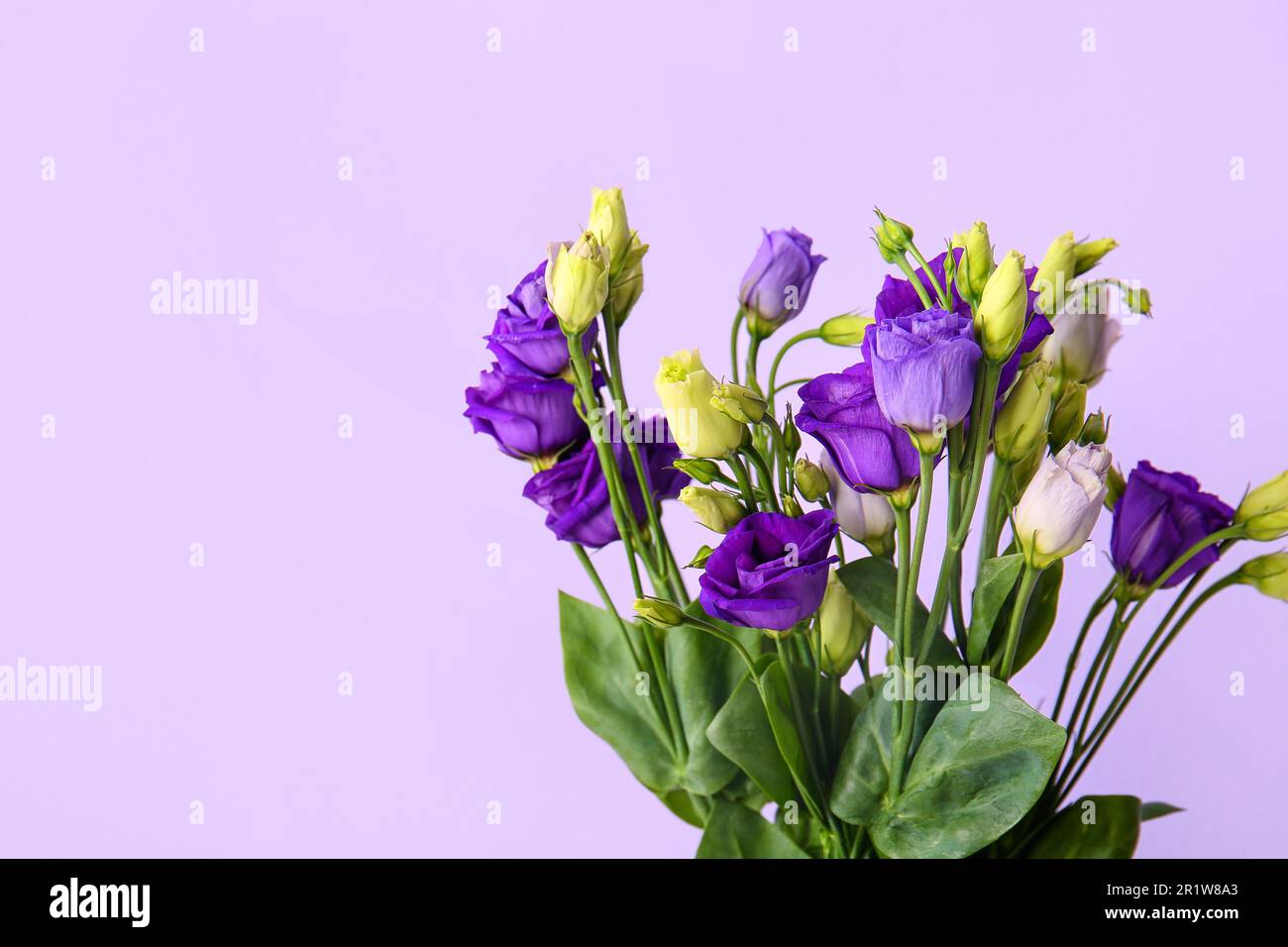 Eustoma flowers on lilac background Stock Photo - Alamy