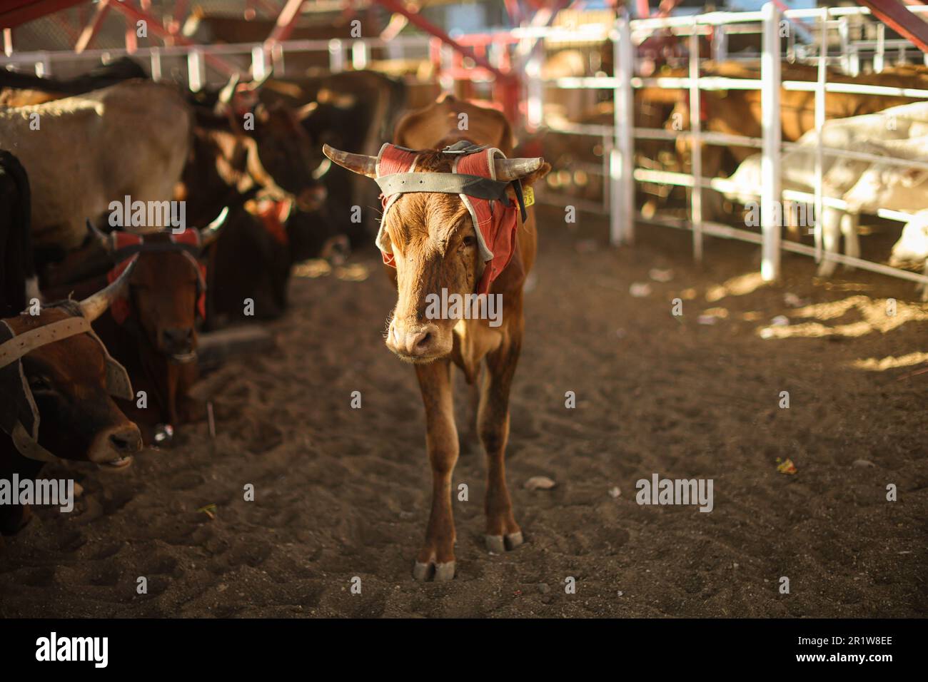 Cowboys, during the rodeo circuit at the Expo Ganadera de Sonora, on ...