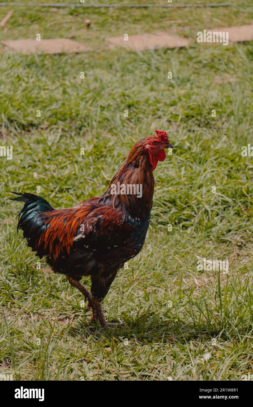 brown rooster in profile Stock Photo - Alamy