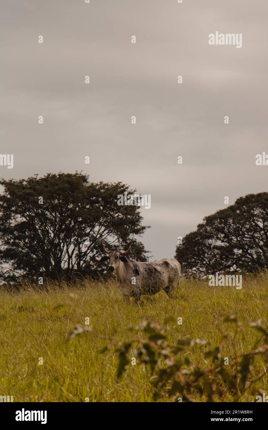 Bull with horns and pasture hi-res stock photography and images - Alamy