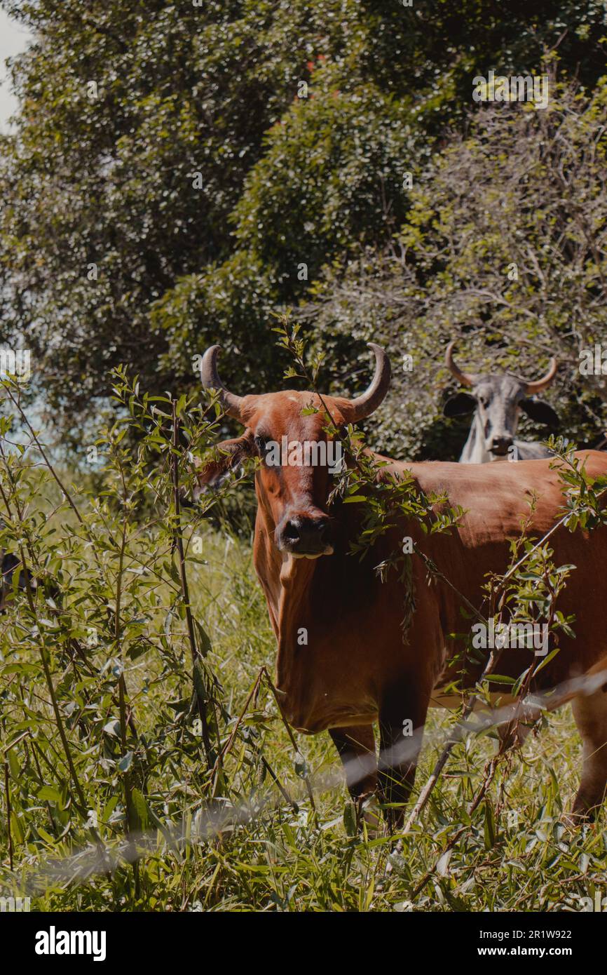 bull looking at the camera Stock Photo - Alamy