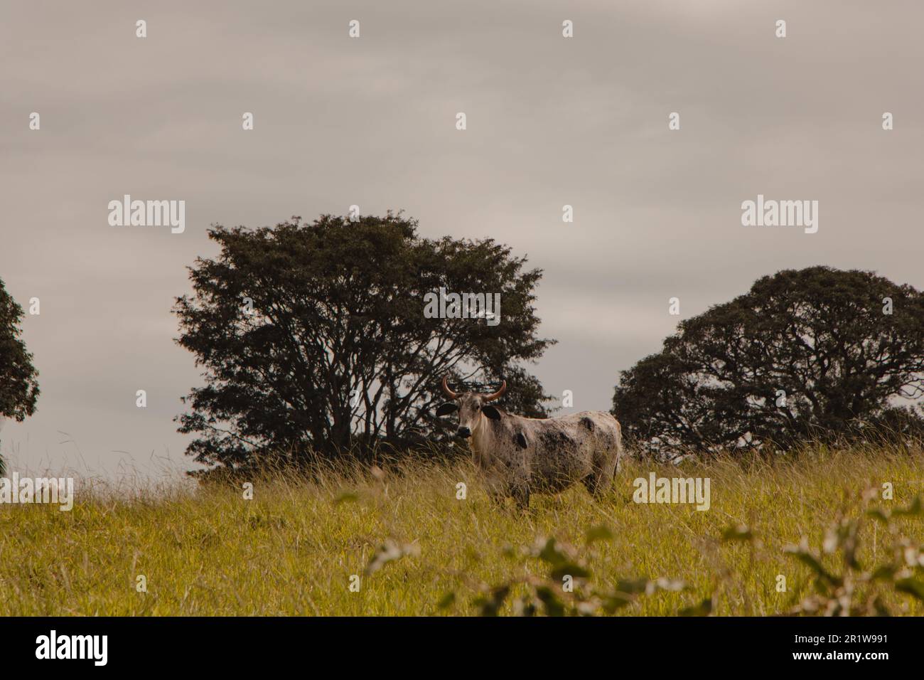 Oxen horns hi-res stock photography and images - Alamy