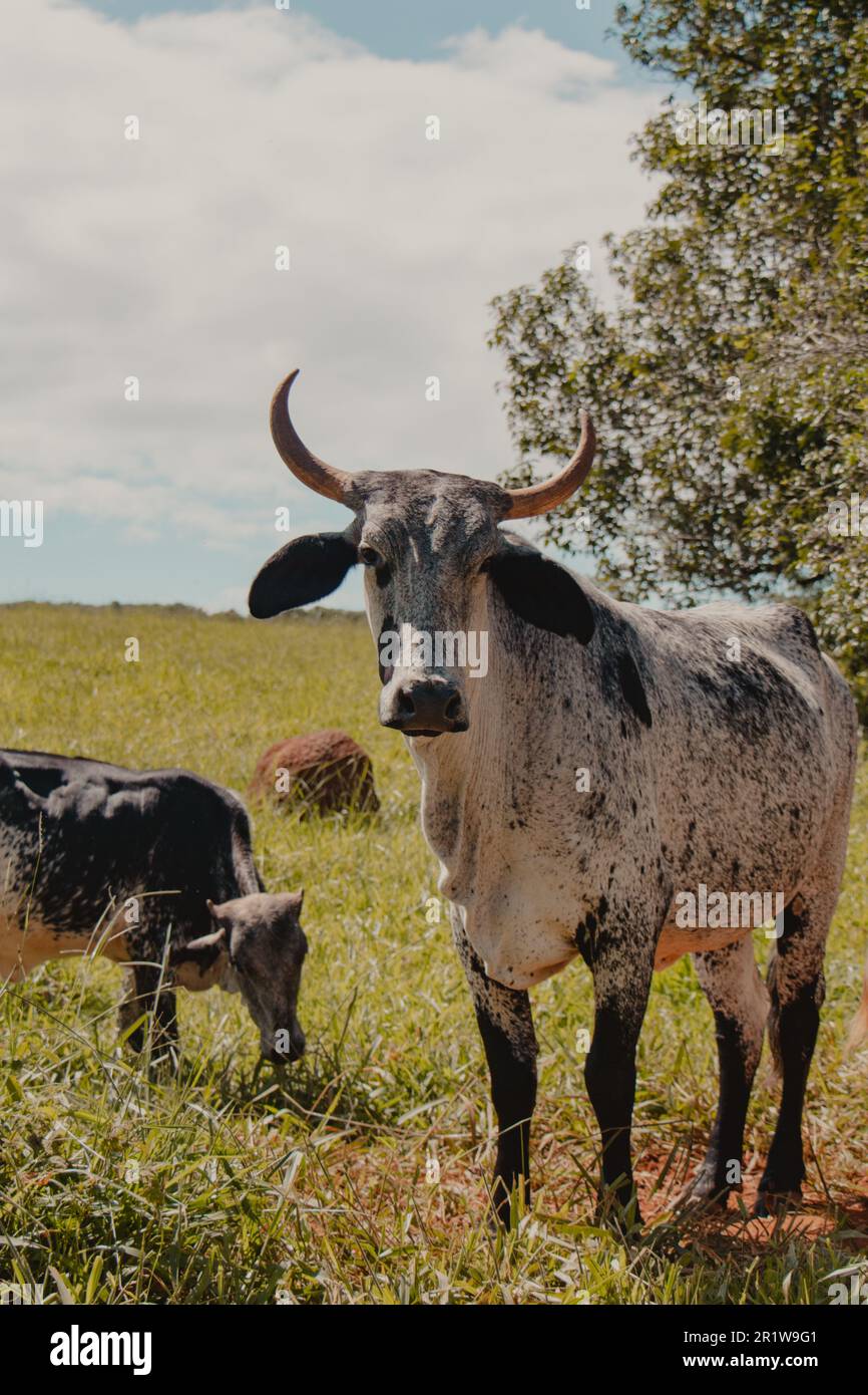 Oxen horns hi-res stock photography and images - Alamy