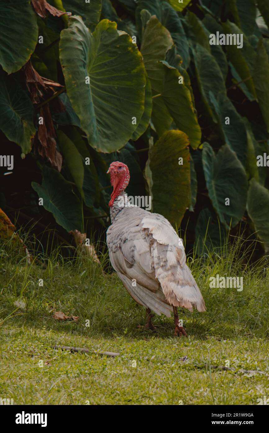 turkey in profile Stock Photo - Alamy